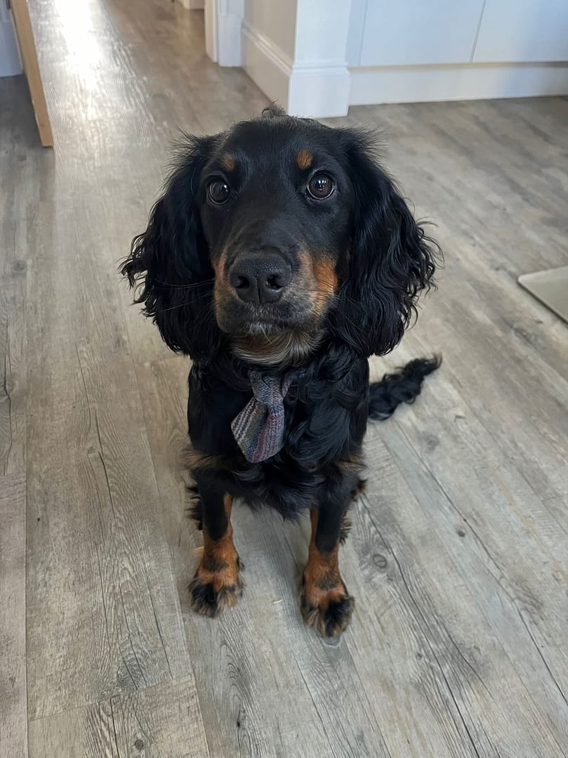 Max (The Dog!) | Opal Financials